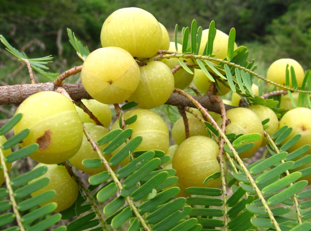 Emblica | Phyllanthus emblica | Ama per Bene