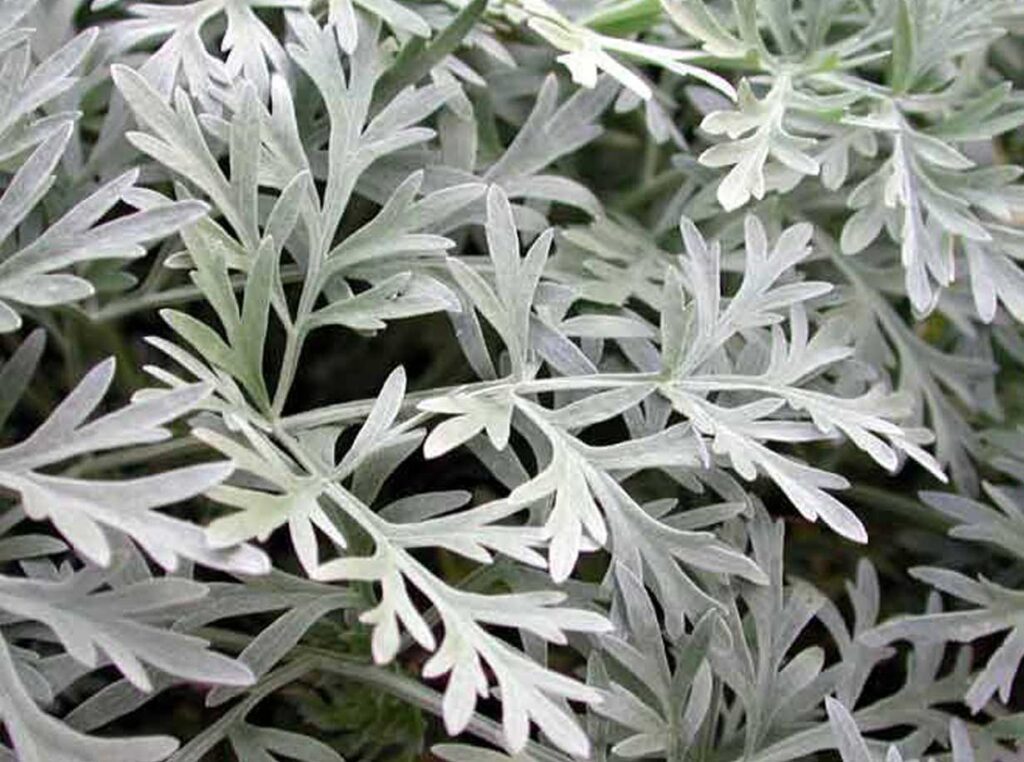 Assenzio romano | Artemisia Absinthium o Assenzio maggiore | Ama per Bene