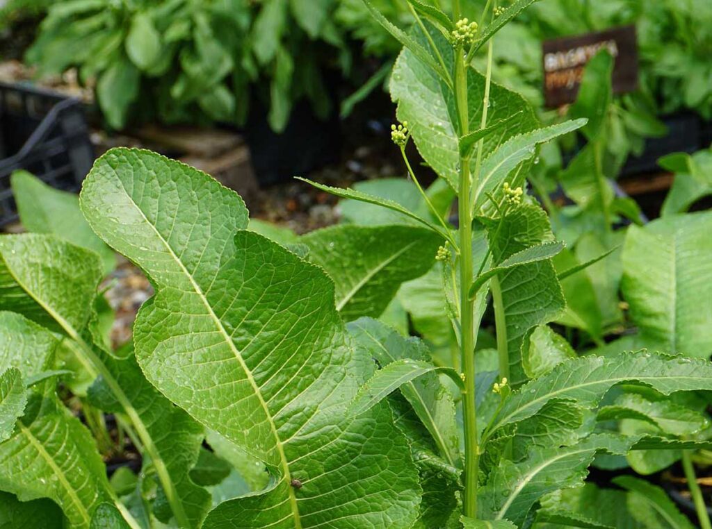 Rafano o Cren | Armoracia Rusticana | Ama per Bene