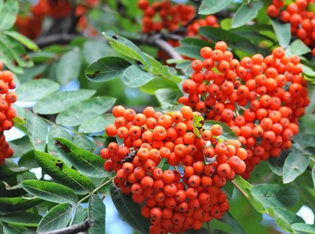Alimentazione per il Benessere | Ama per Bene