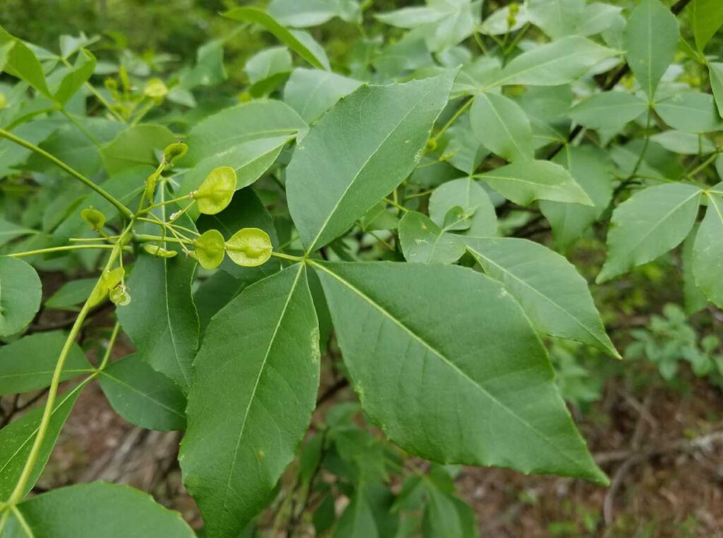 Angostura vera | Galipea Cusparia | Ama per Bene