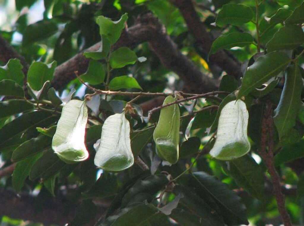 Balsamo del Perù | Myroxylon balsamum | Ama per Bene