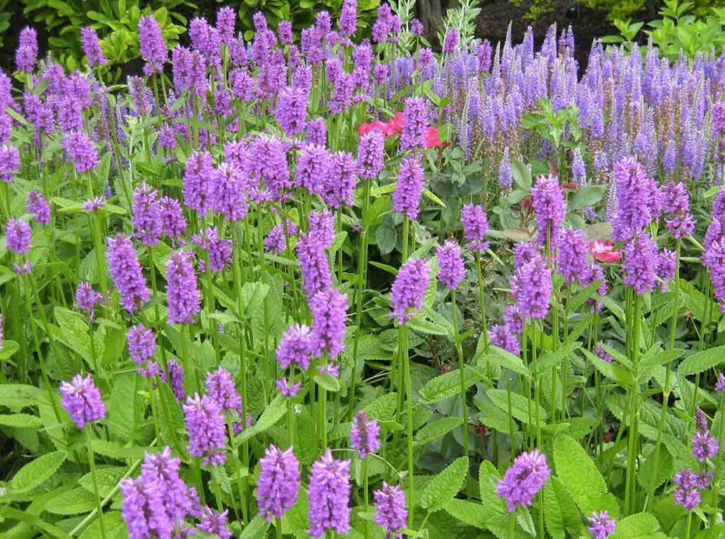Betonica | Stachys officinalis | Ama per Bene