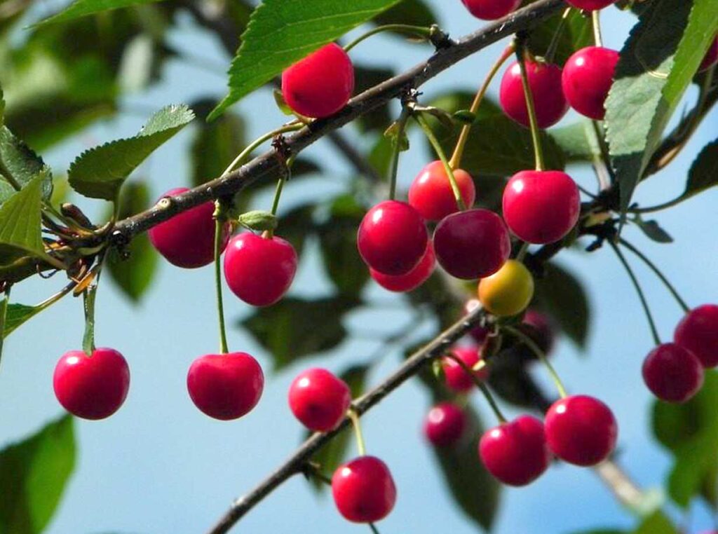 Alimentazione per il Benessere | Ama per Bene