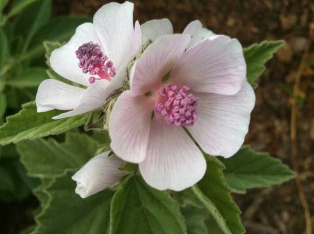 Altea | Althaea officinalis | Ama per Bene
