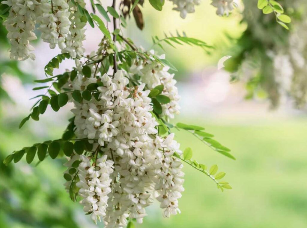 Acacia Catechu | Acacia catechu (L. f.) Willd | Ama per Bene