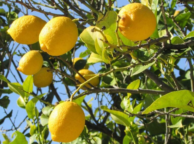 Limone | Citrus limon | Ama per Bene