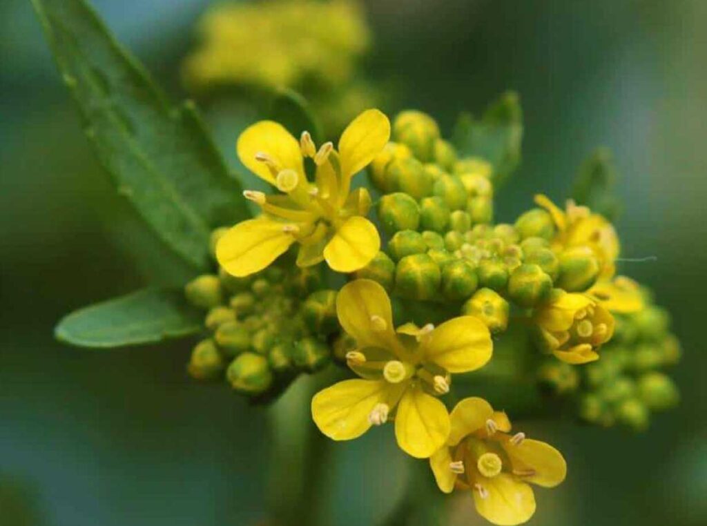 Erisimo | Erysimum officinale | Ama per Bene