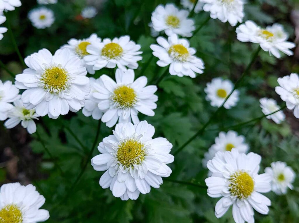 Partenio | Tanacetum parthenium | Ama per Bene