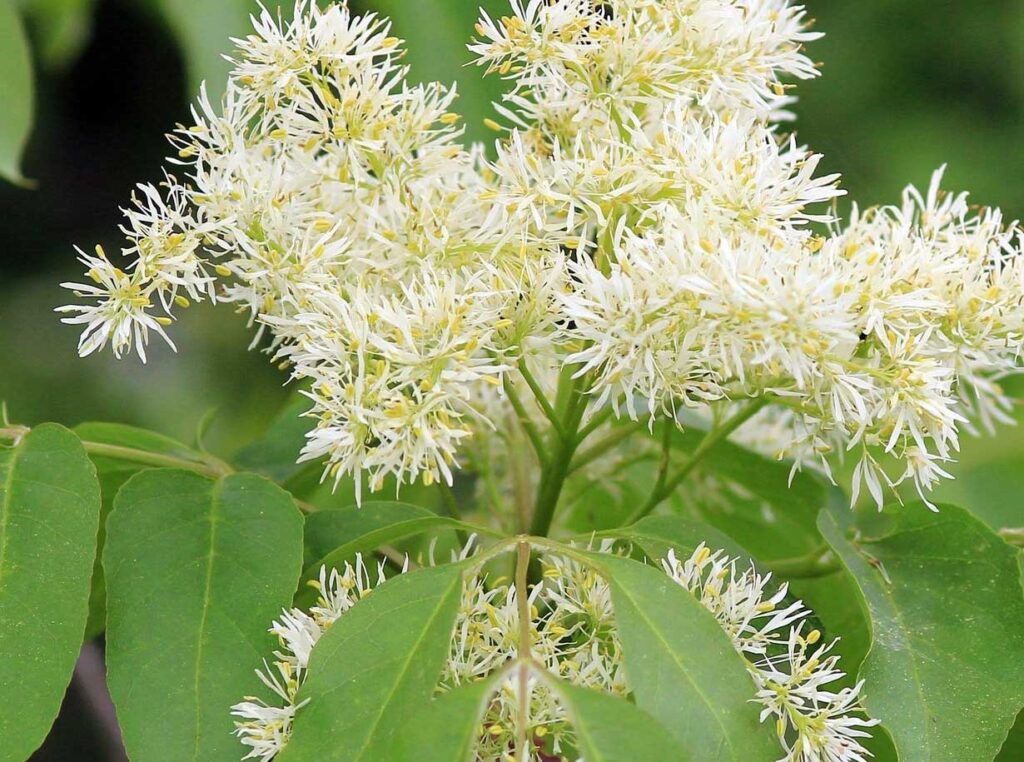 Frassino da manna | Fraxinus Ornus | Ama per Bene