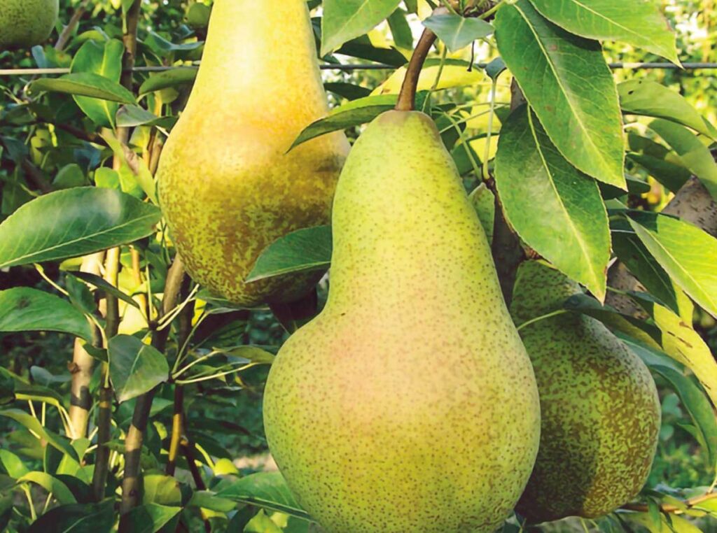 Pera Abate Fétel | Ama per Bene