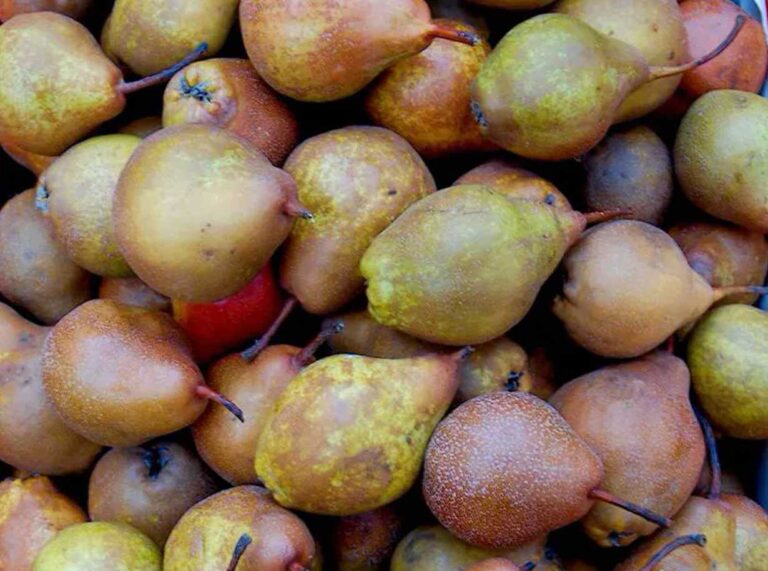 Pera Martin Sec | Ama per Bene