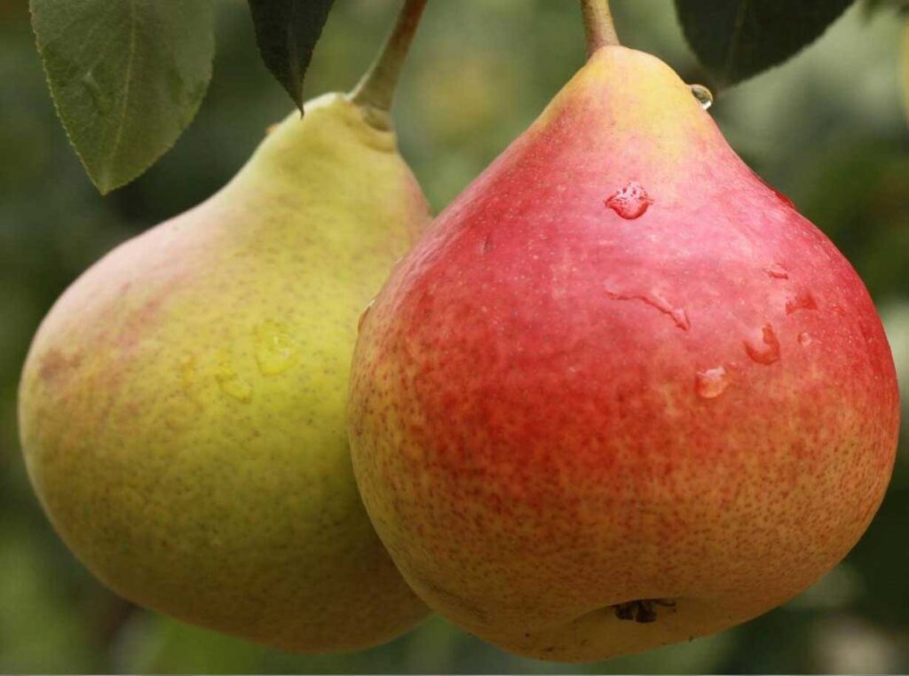 Pera di Monteleone | Ama per Bene