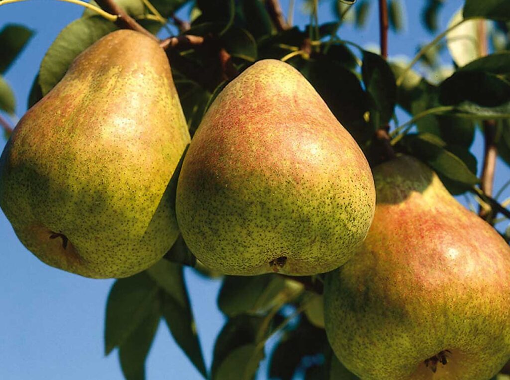 Pera Passacrassana | Ama per Bene