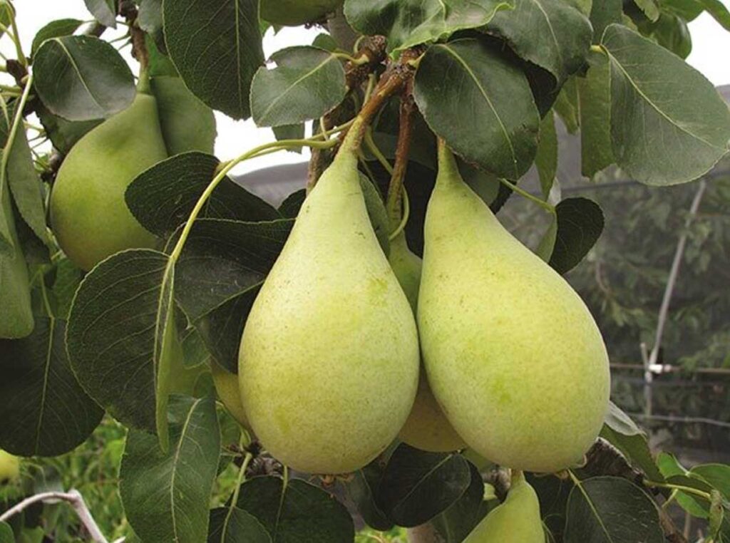 Pera Spadona | Ama per Bene