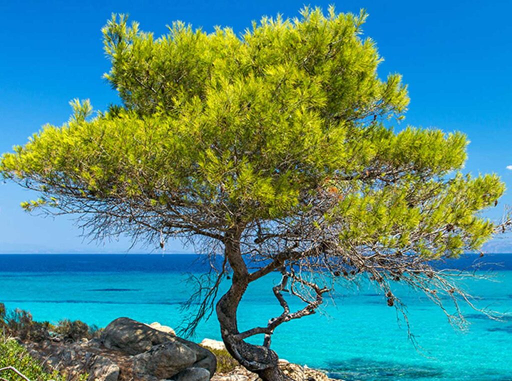 Pino Marittimo | Pinus maritima Lam. Miller | Ama per Bene