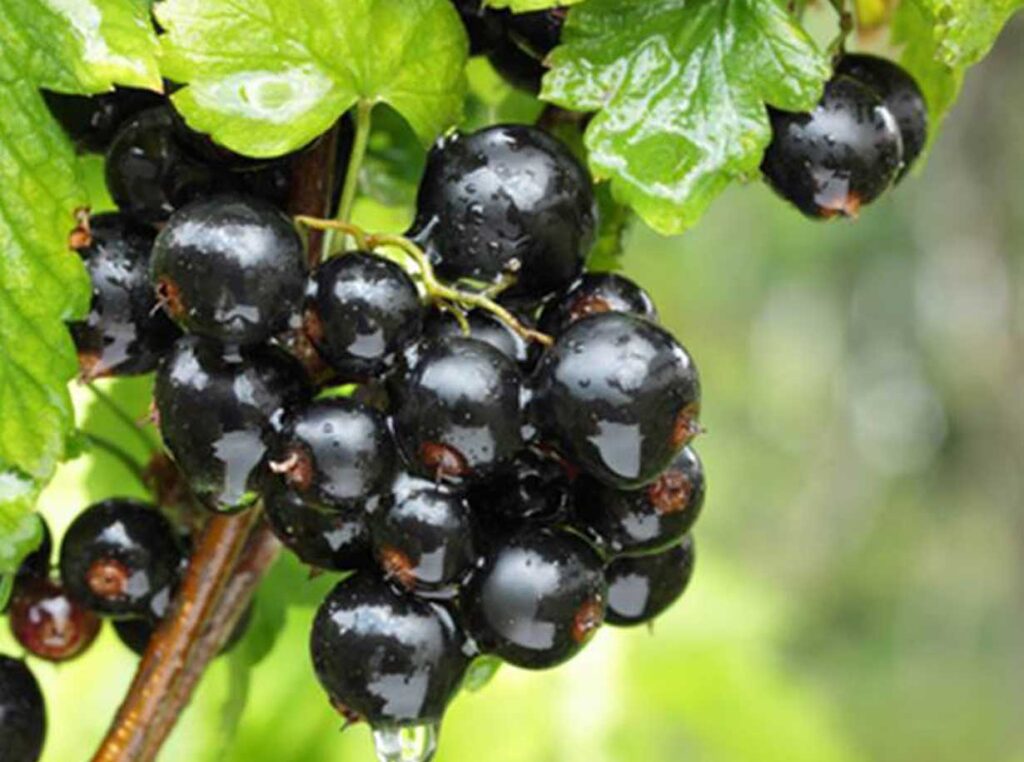 Ribes nero | Ribes nigrum L. | Ama per Bene