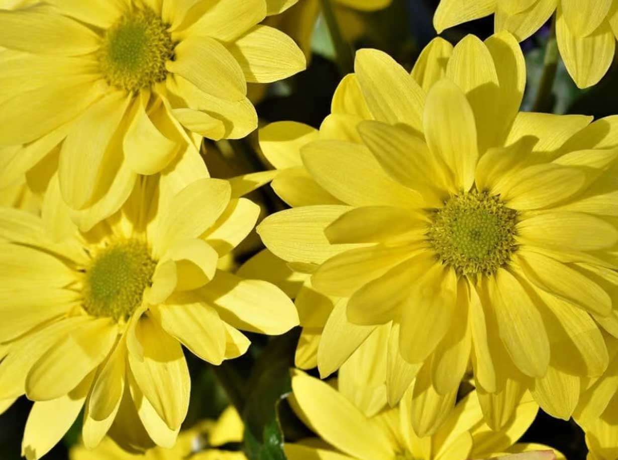 Crisantello | Chrysantellum indicum DC. subsp. Afroamericanum B. L ...