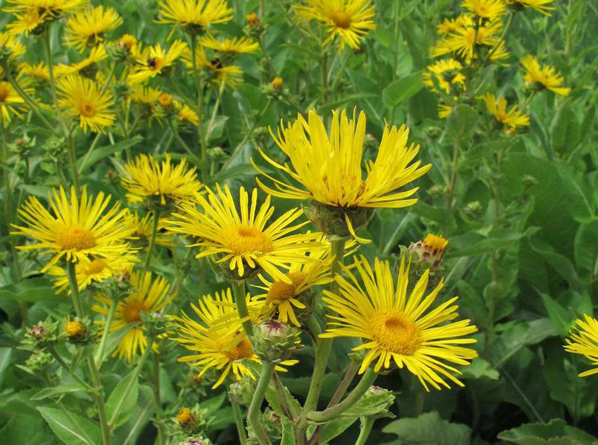 Enula Campana | Inula Helenium - amaperbene.it