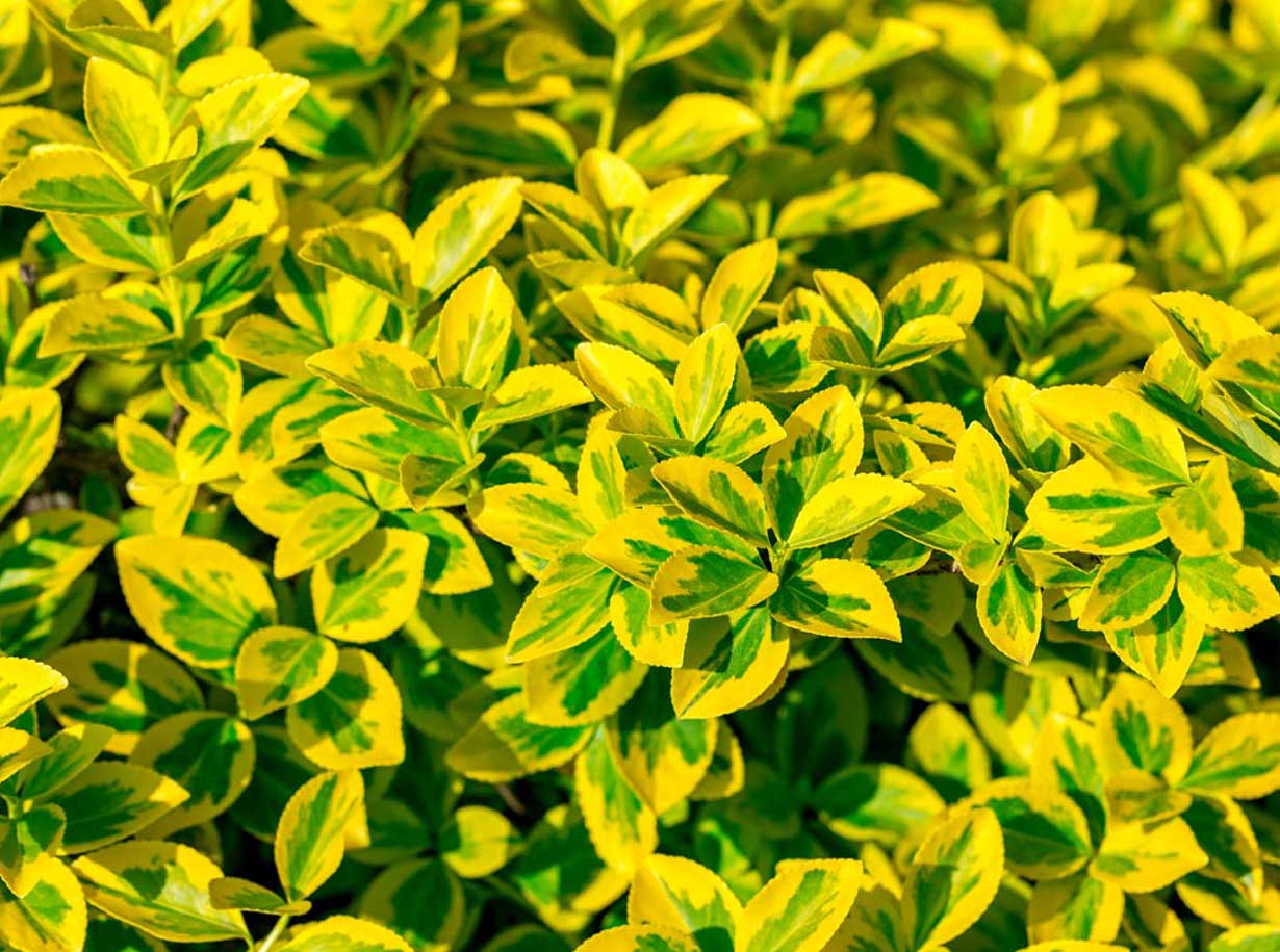 Evonimo | Euonymus - amaperbene.it