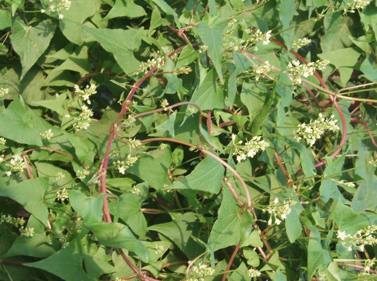 Fo-Ti - Fallopia multiflora (Thunb.) Haraldson - amaperbene.it