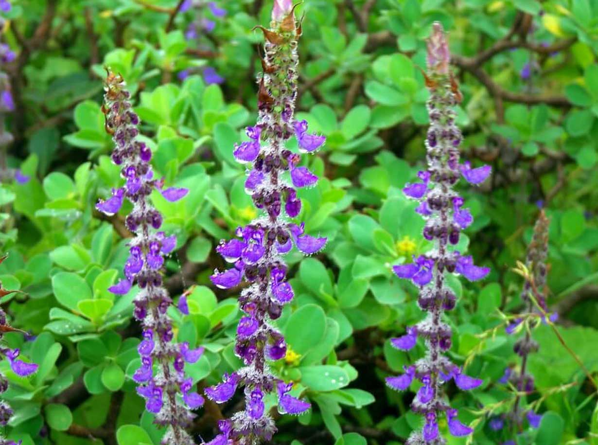 Forskolin | Coleus forskohlii (Willd.) Briq. - amaperbene.it