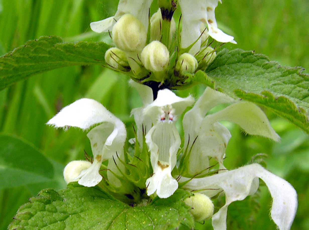 Lamio bianco o falsa ortica bianca | Lamium album L. - amaperbene.it