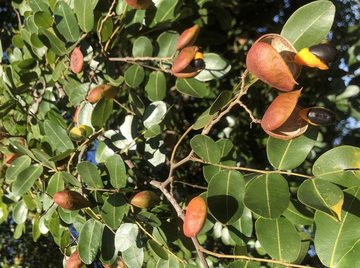 Copaiba | Copaifera officinalis (Jacq.) L. + spp. - amaperbene.it