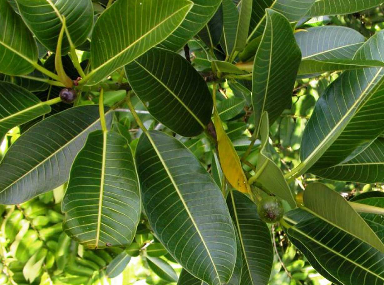 Ficus insipida | Ficus insipida Willd. - amaperbene.it