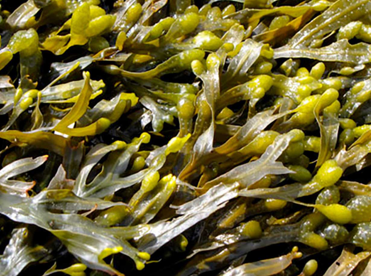 Fuco | Fucus vesiculosus L. - amaperbene.it