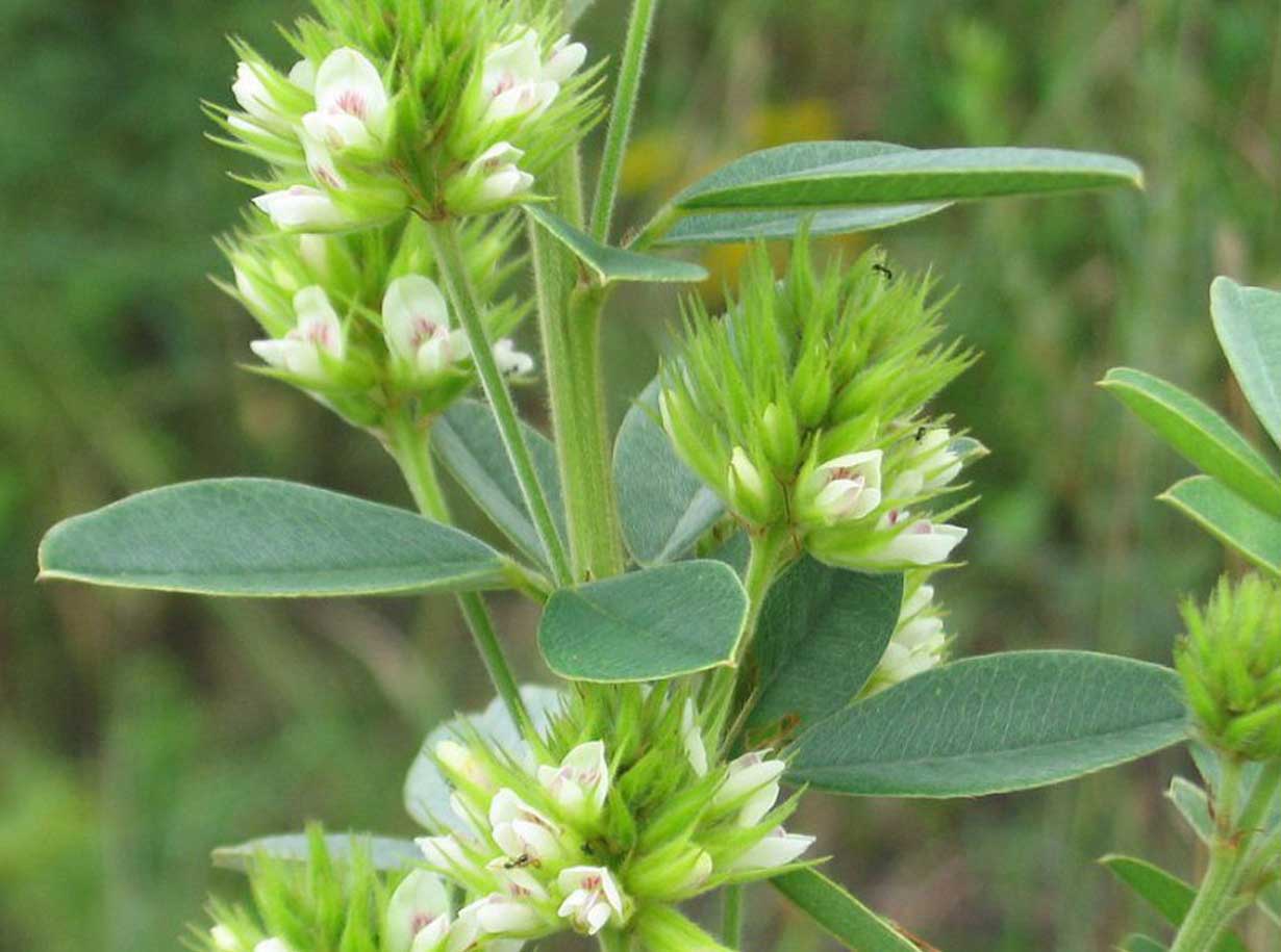 Lespedeza | Lespedeza capitata Michx. - amaperbene.it