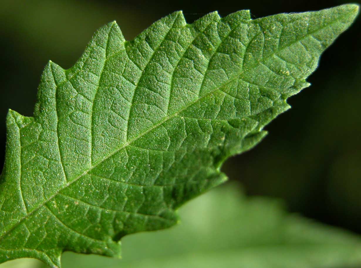 Licopo europeo | Lycopus europaeus - amaperbene.it