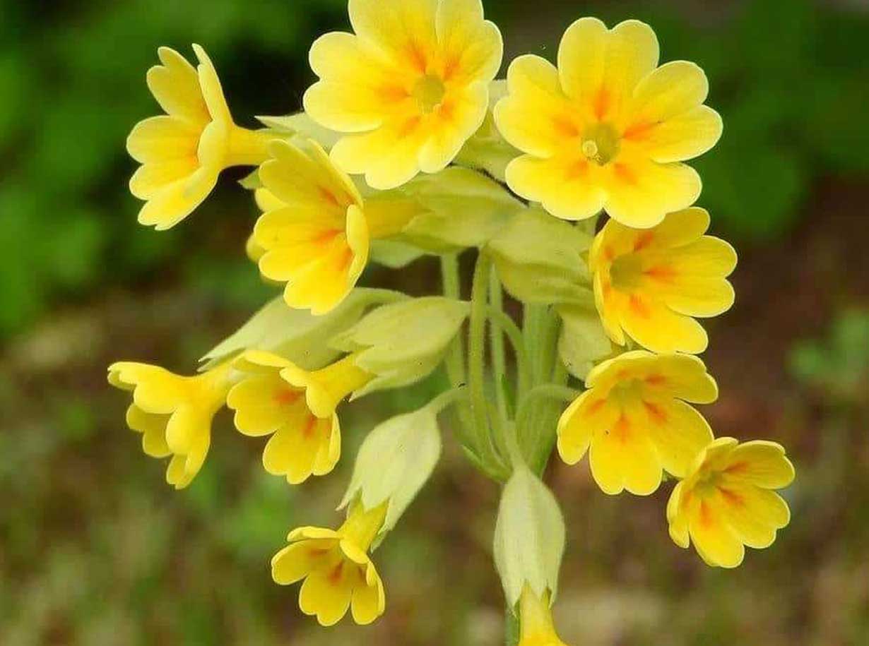Primula | Primula veris L. - amaperbene.it