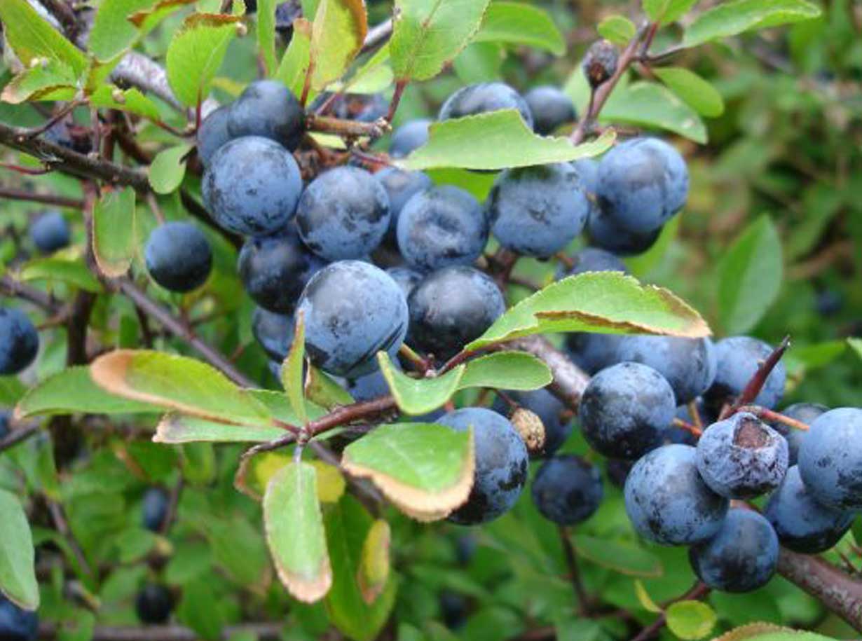 Prugnolo | Prunus spinosa L. - amaperbene.it