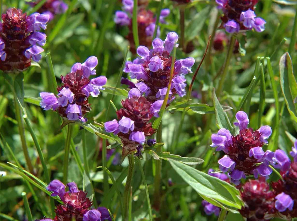 Prunella | Prunella vulgaris L. - amaperbene.it