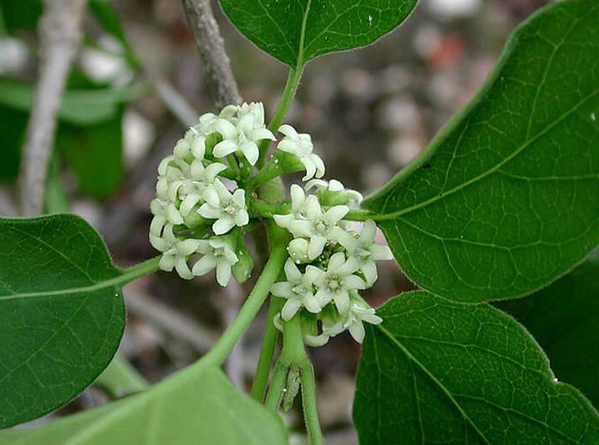 Condurango | Marsdenia Condurango Reich. F. - amaperbene.it