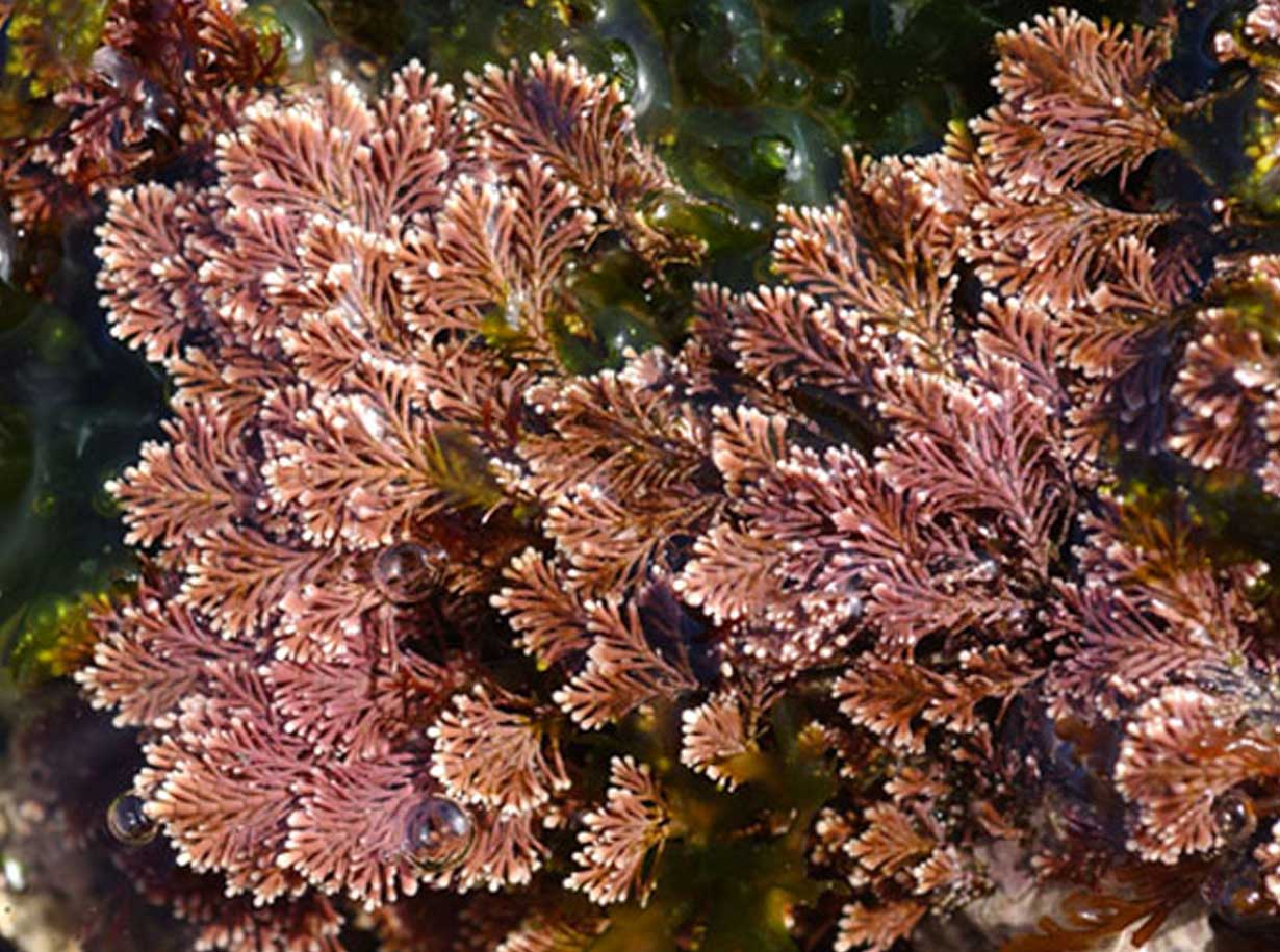 Corallina vera | Corallina officinalis L. var. - amaperbene.it