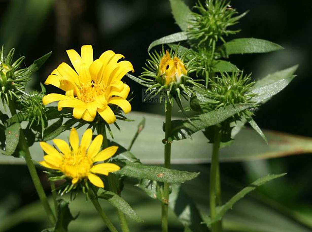 Grindelia | Grindelia robusta Nutt. - amaperbene.it