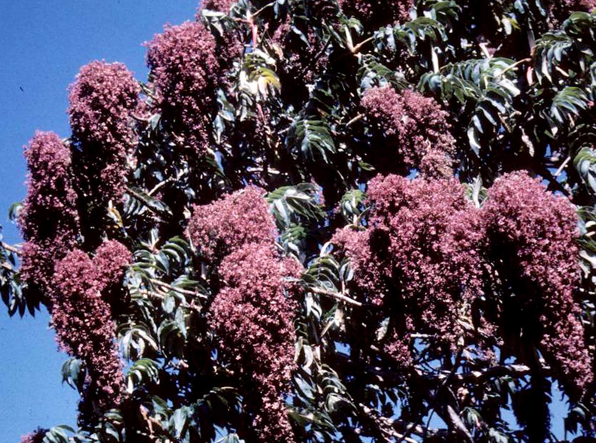 Cusso | Hagenia abyssinica (Bruce) J.F. Gmel - amaperbene.it