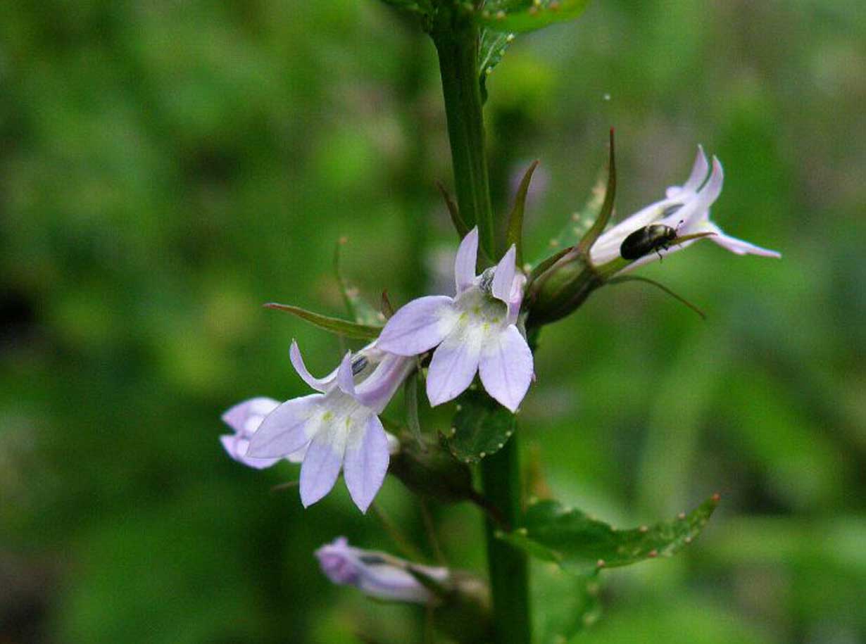 Lobelia | Lobelia inflata L. - amaperbene.it