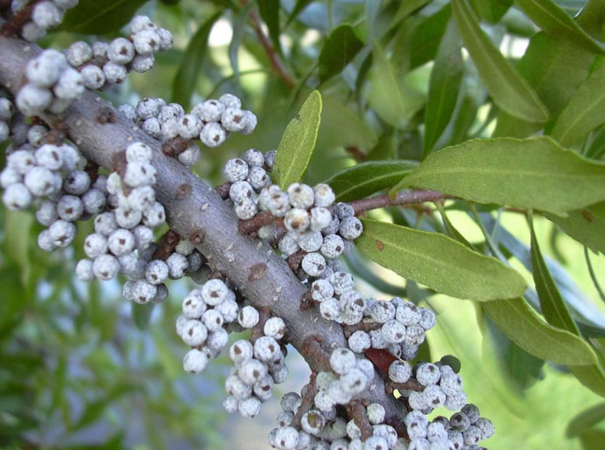 Myrica | Myrica cerifera L. - amaperbene.it