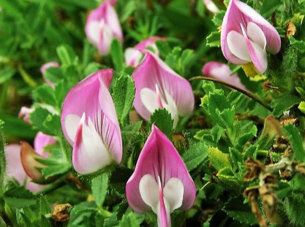 Ononide | Ononis spinosa L. - amaperbene.it