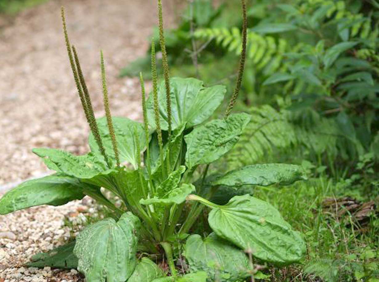 Piantaggine maggiore | Plantago major L. - amaperbene.it