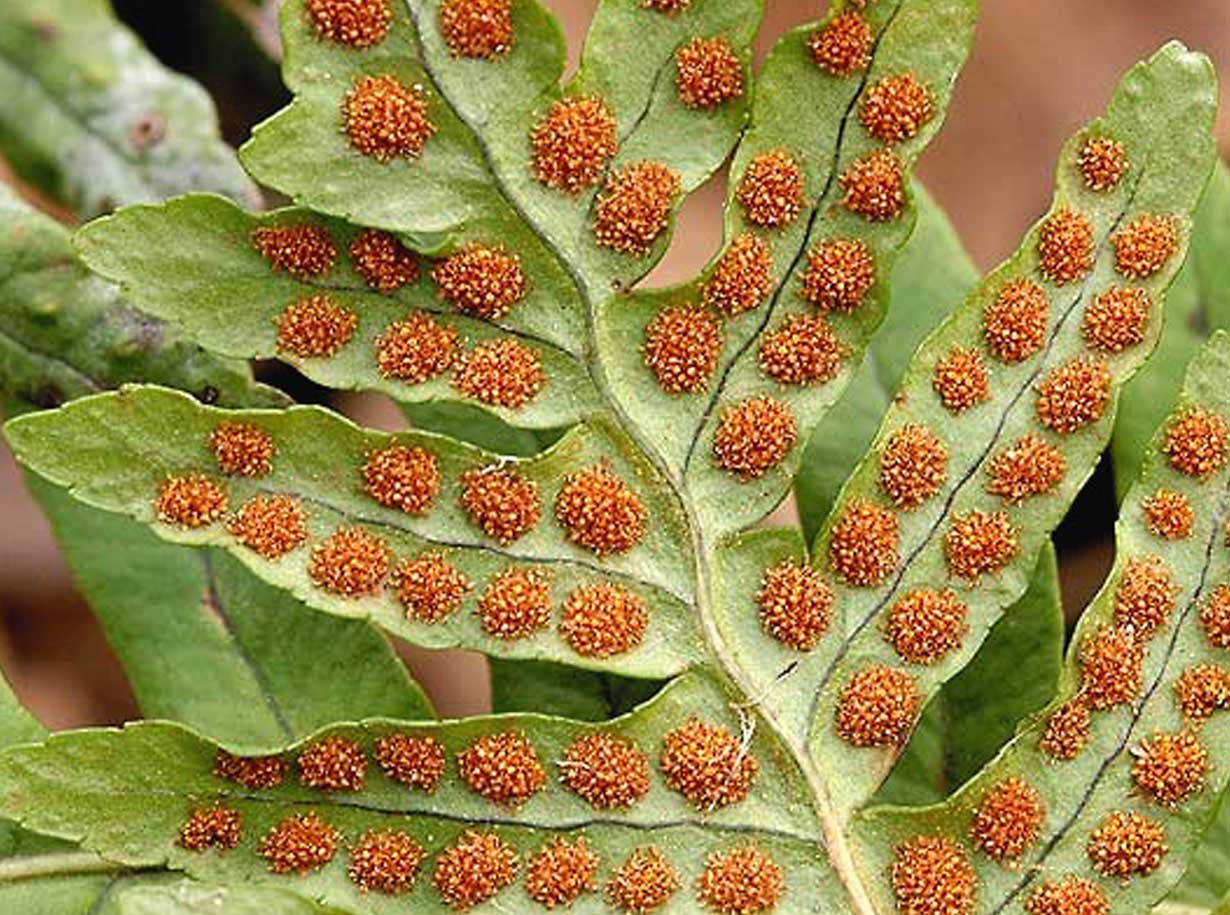 Polipodio | Polypodium vulgare L. - amaperbene.it