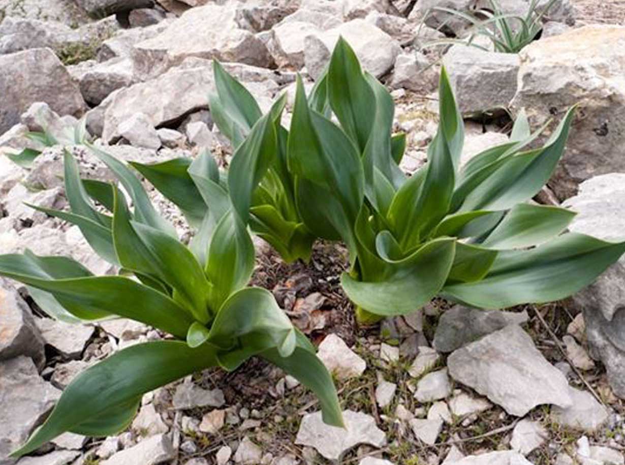 Scilla | Urginea maritima (L.) Baker - amaperbene.it