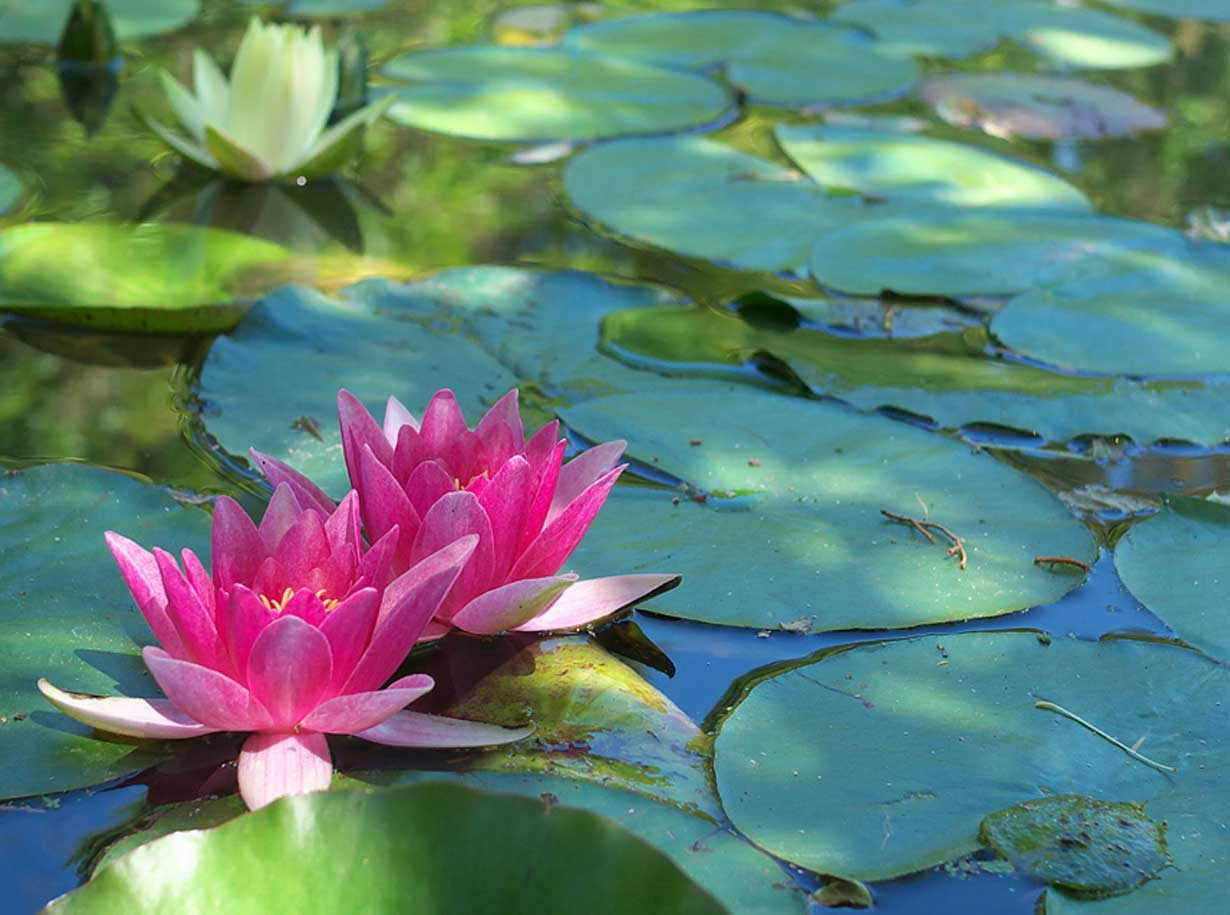 Ninfea | Nymphaea alba L. - amaperbene.it