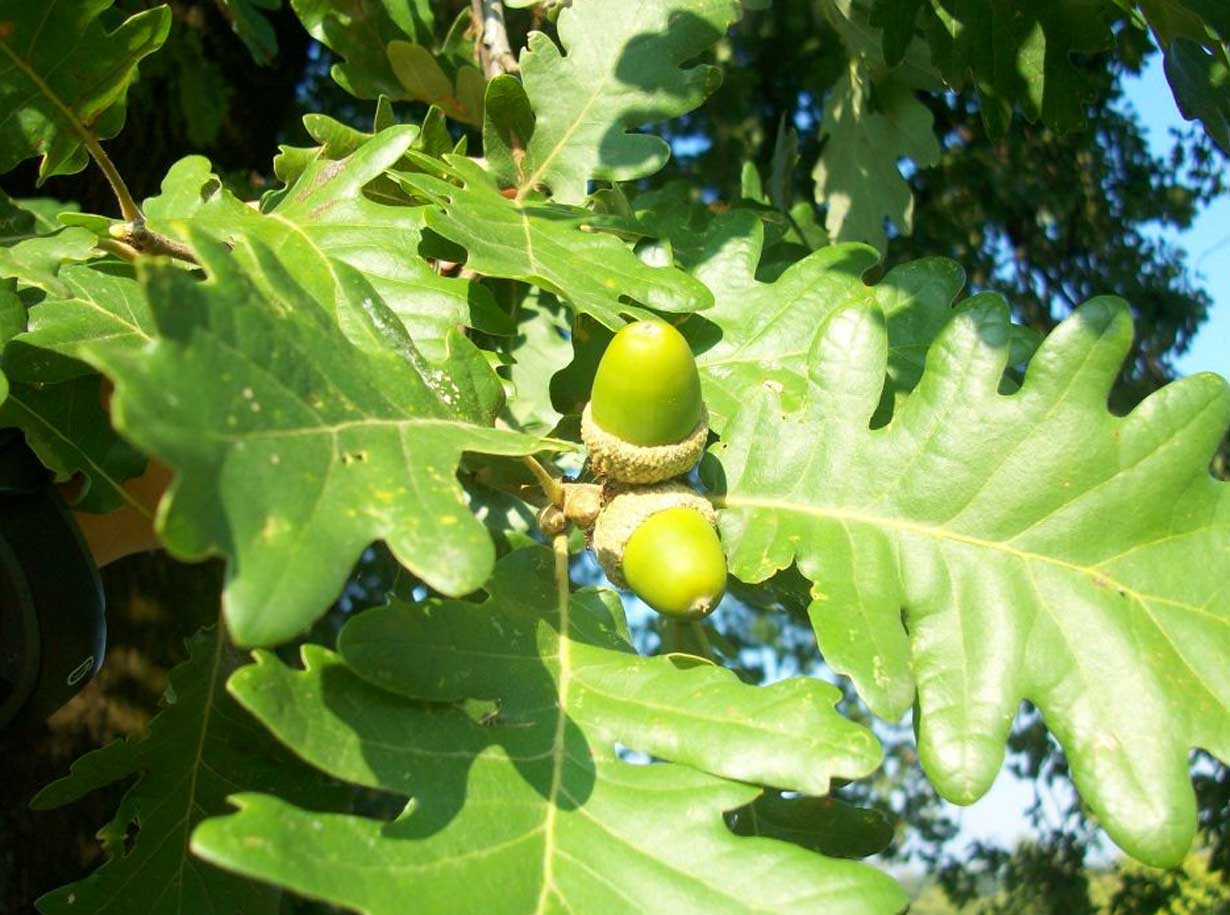 Farnia | Quercus Robur L. - amaperbene.it