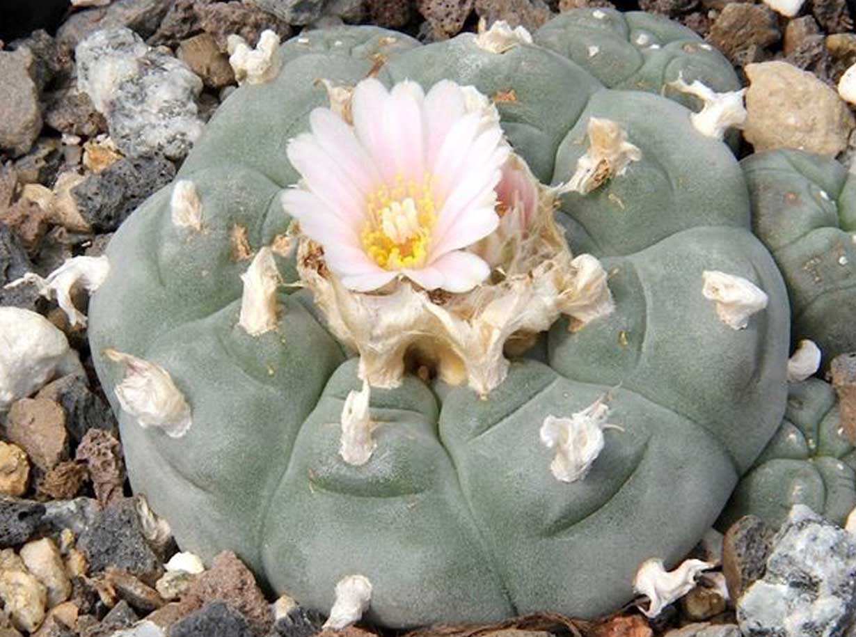 Peyote | Lophophora williamsii (Lem. ex Salm-Dyck) J.M. Coult. - amaperbene.it