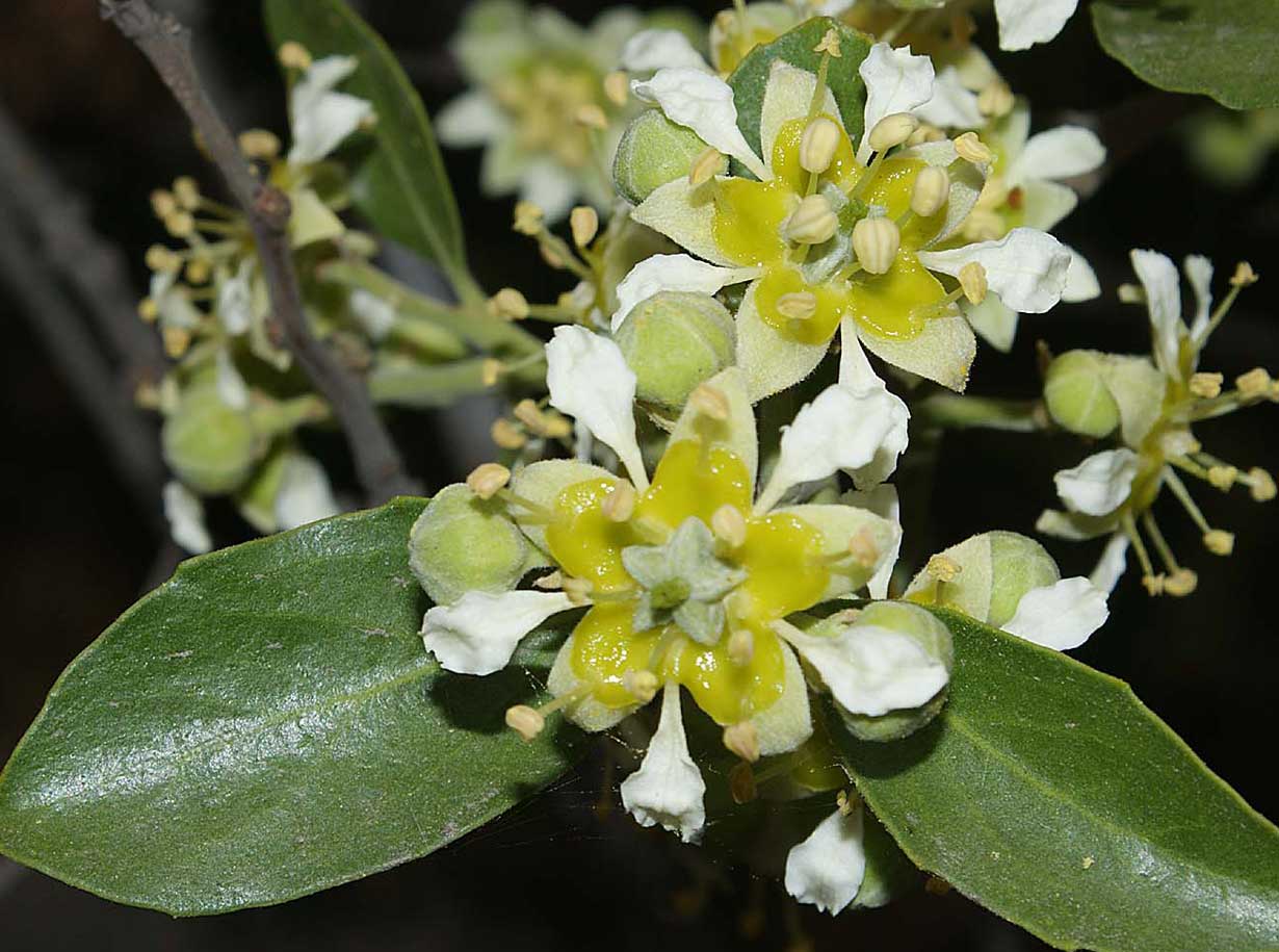 Quillaia | Quillaja saponaria Molina - amaperbene.it