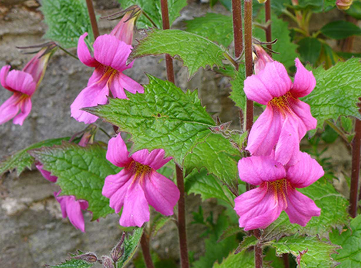 Remannia | Rehmannia glutinosa - amaperbene.it
